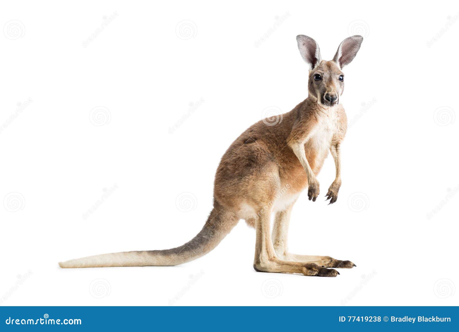 1,064 Red Kangaroo White Background Stock Photos - Free & Royalty-Free ...