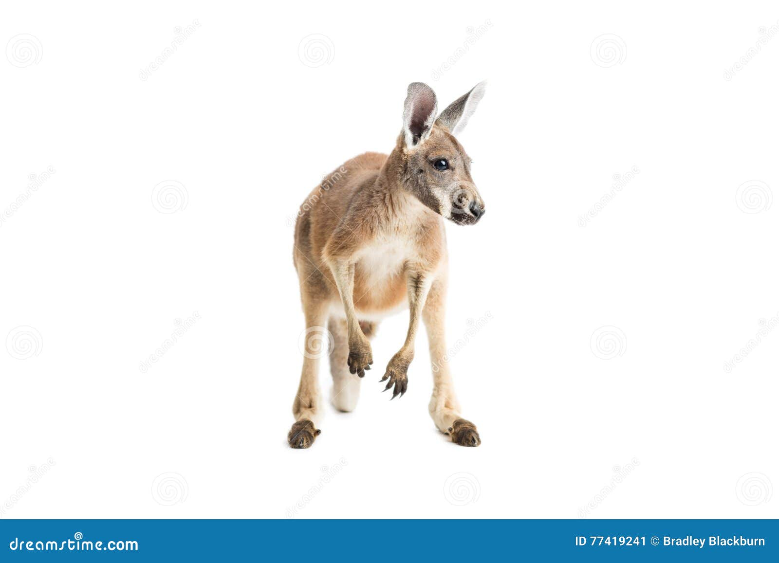 Red Kangaroo on White stock image. Image of brown, outback - 77419241