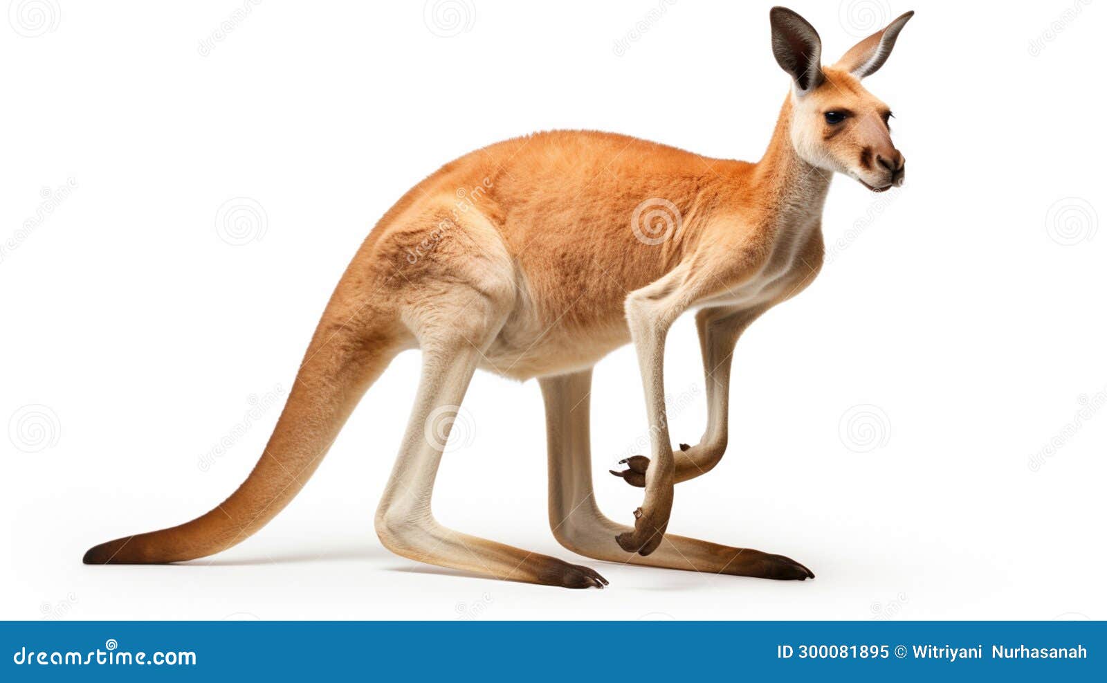Red Kangaroo on White Background. Generative Ai Stock Image - Image of ...