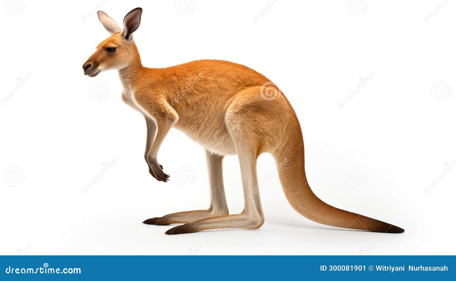 Red Kangaroo on White Background. Generative Ai Stock Image - Image of ...