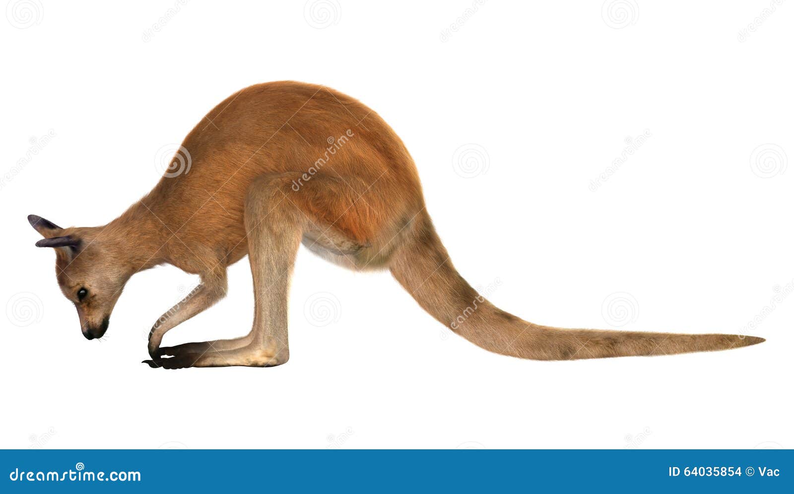 Red Kangaroo On White Stock Photography | CartoonDealer.com #64035854