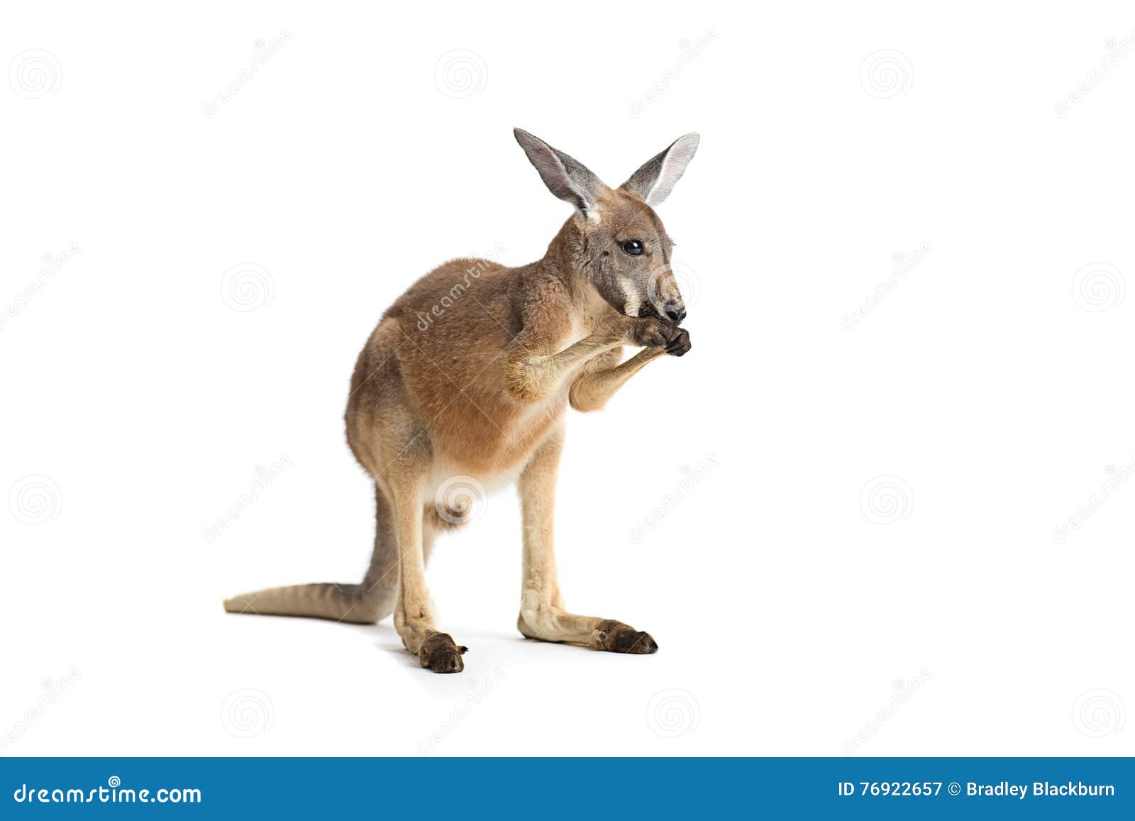 Red Kangaroo on White stock image. Image of wildlife - 76922657