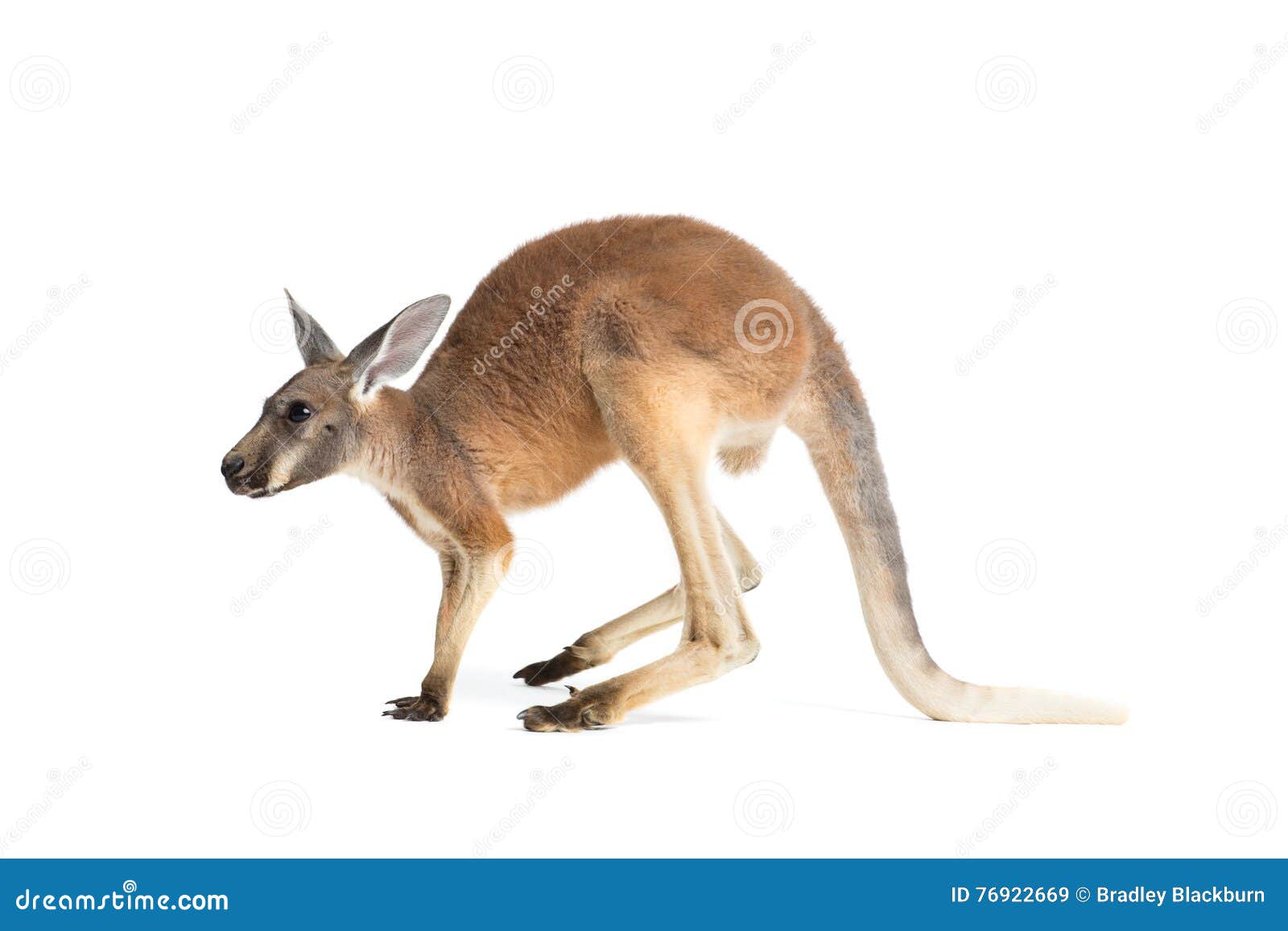 Red Kangaroo on White stock image. Image of australian - 76922669