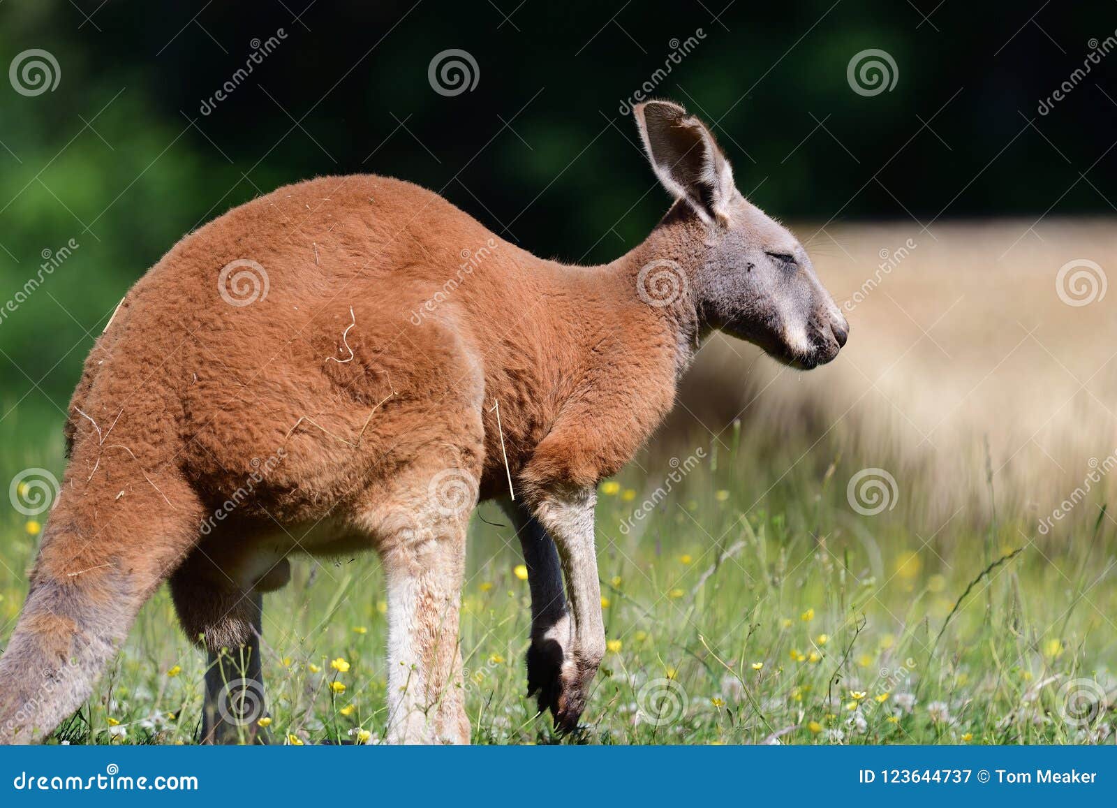 Red Kangarooo Macropus Rufus Stock Image - Image of view, outdoors ...