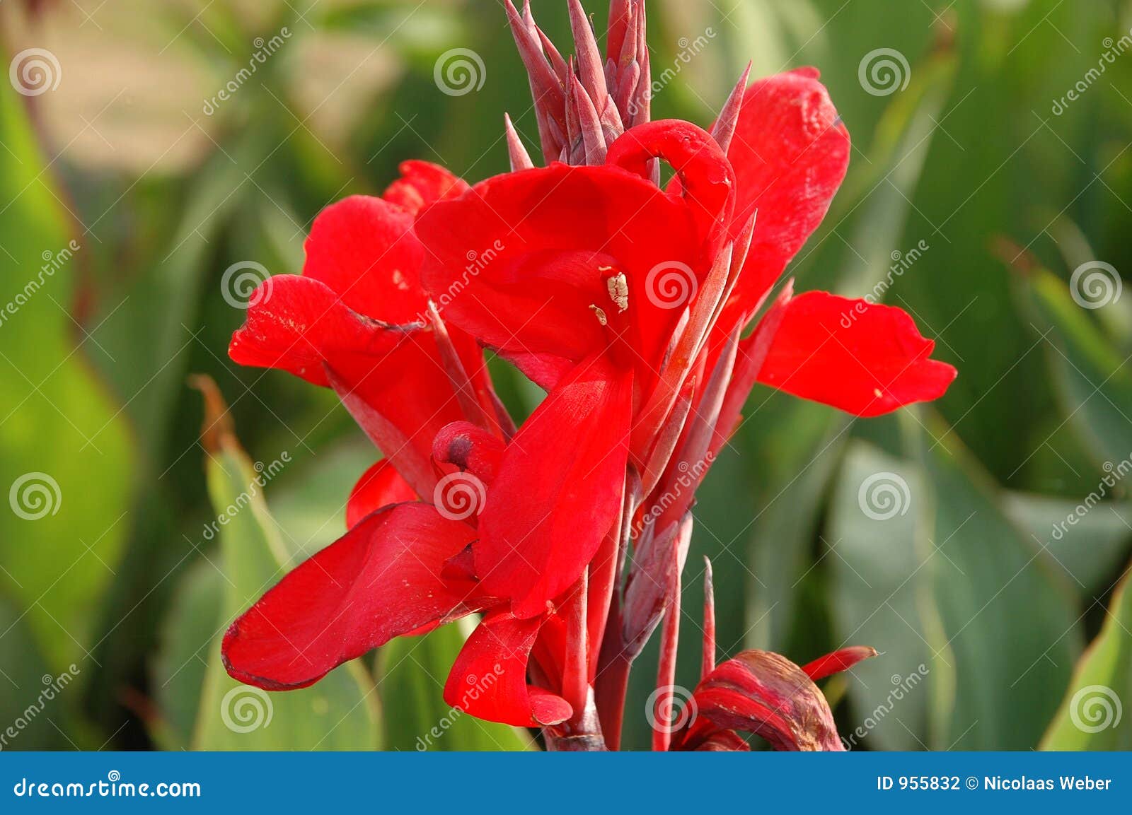 Red Kanna stock photo. Image of blooming, grass, bloom - 955832