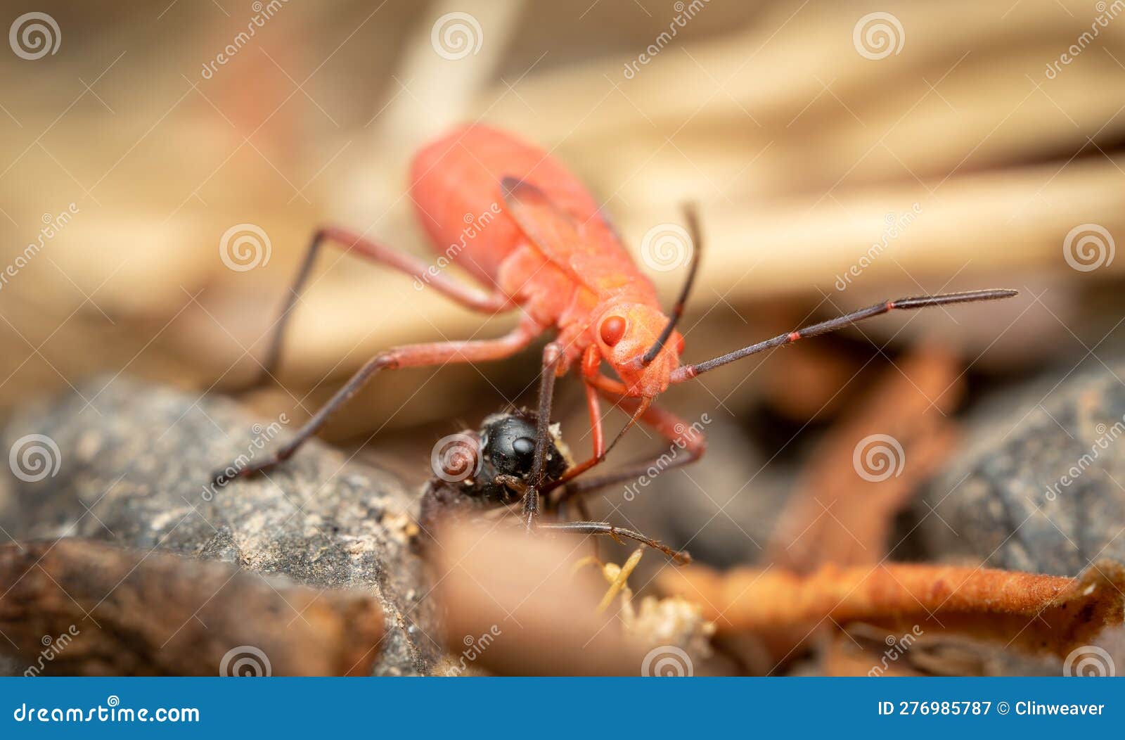 Red Kapok Bug stock image. Image of antenna, thai, animal - 276985787