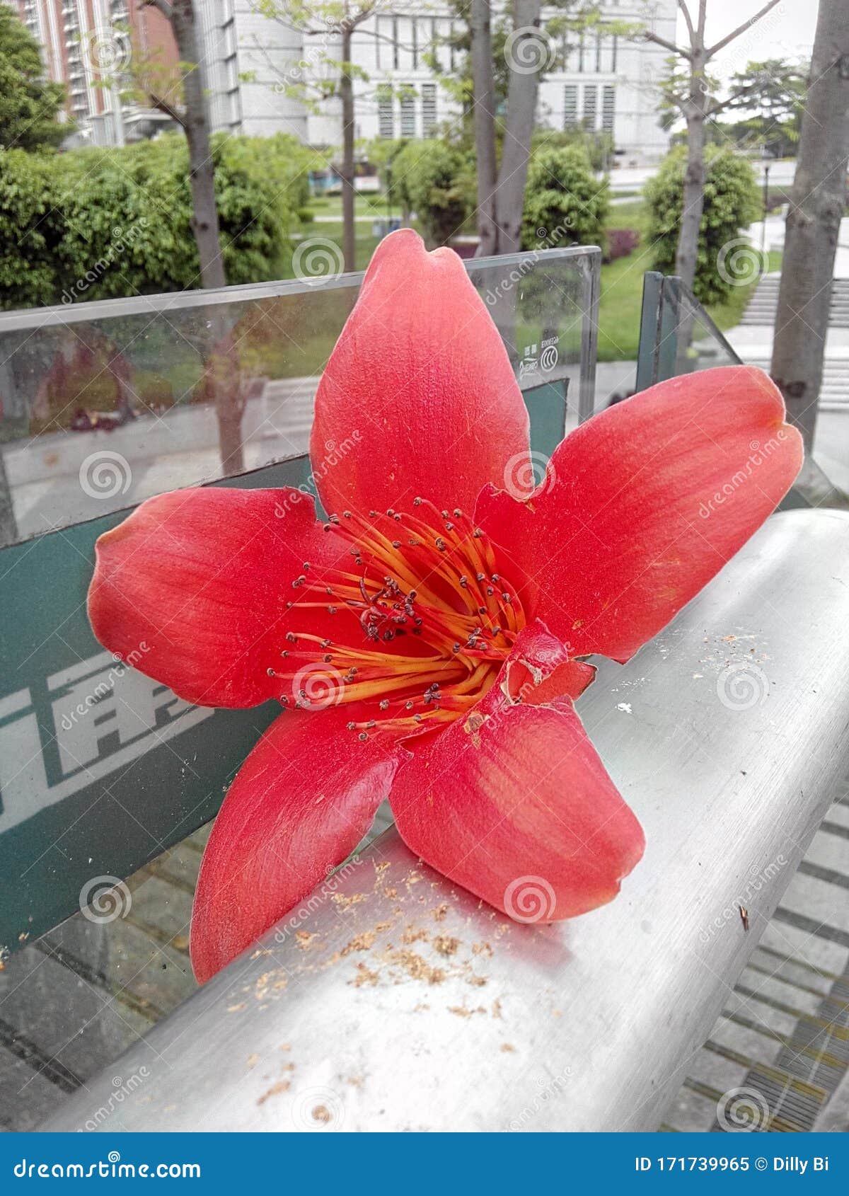 A Red Kapok Fell on the Railing Stock Image - Image of distance, front ...