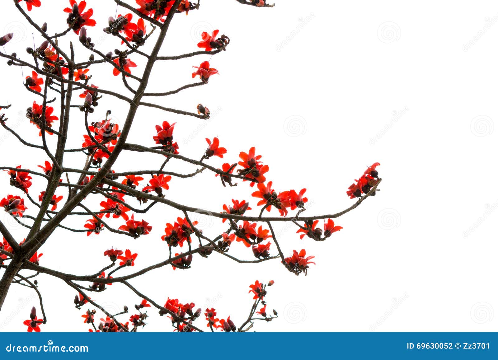 Kapok Flowers Stock Photo | CartoonDealer.com #153938082