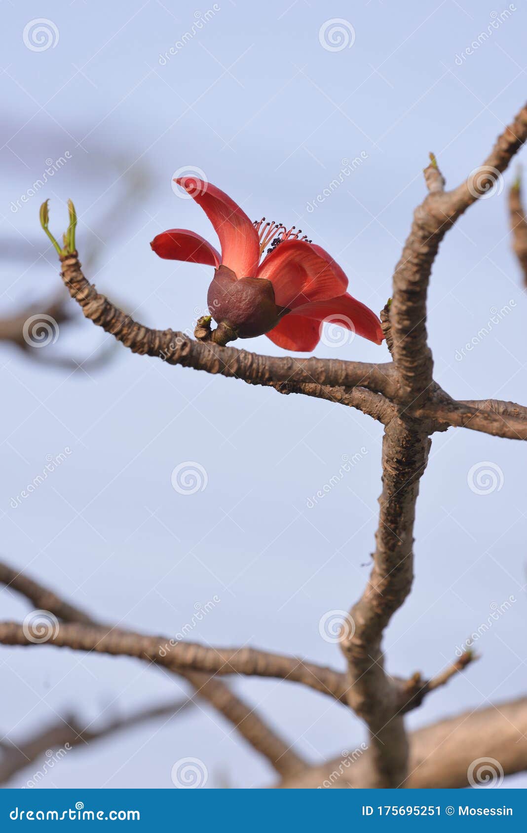 Kapok Silk Cotton Tree Flower Stock Image - Image of mini, nature ...