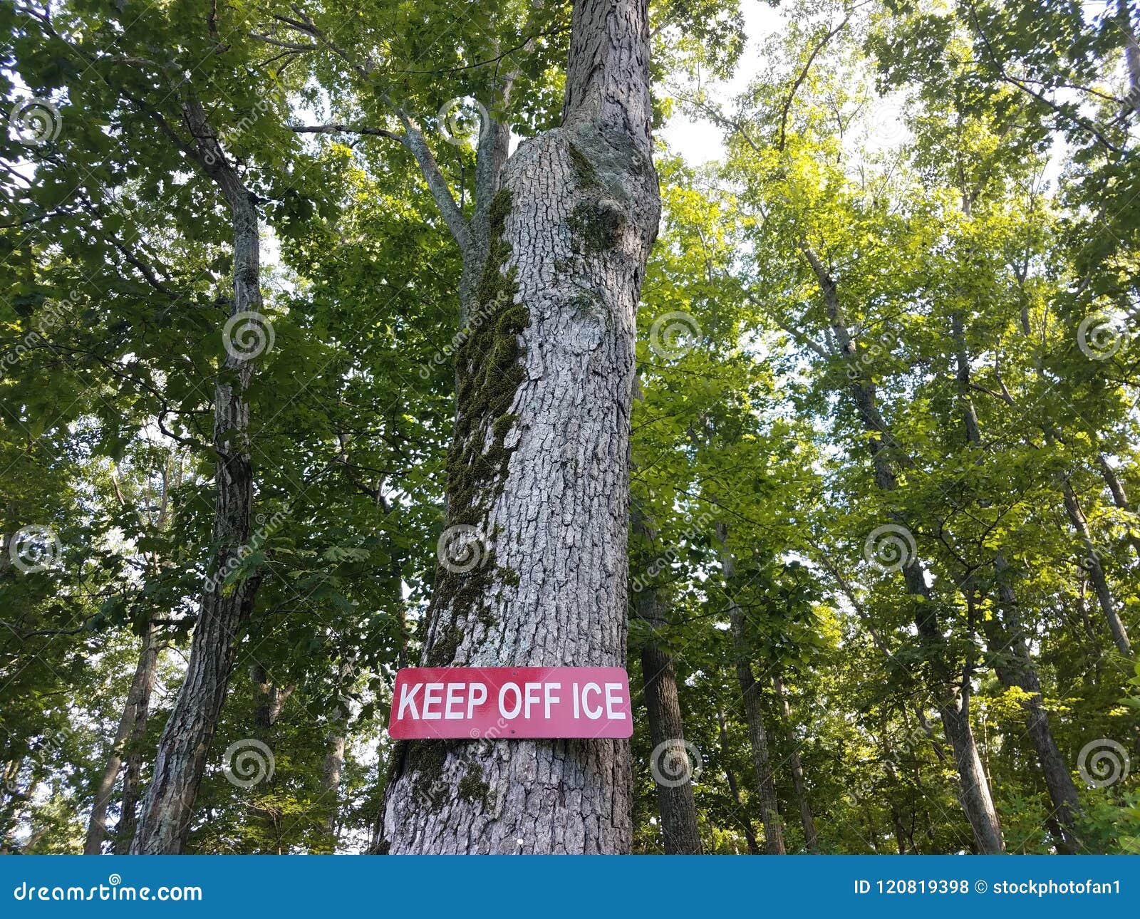 Red Keep Off Sign on Tree Trunk Stock Photo - Image of tree, branches ...