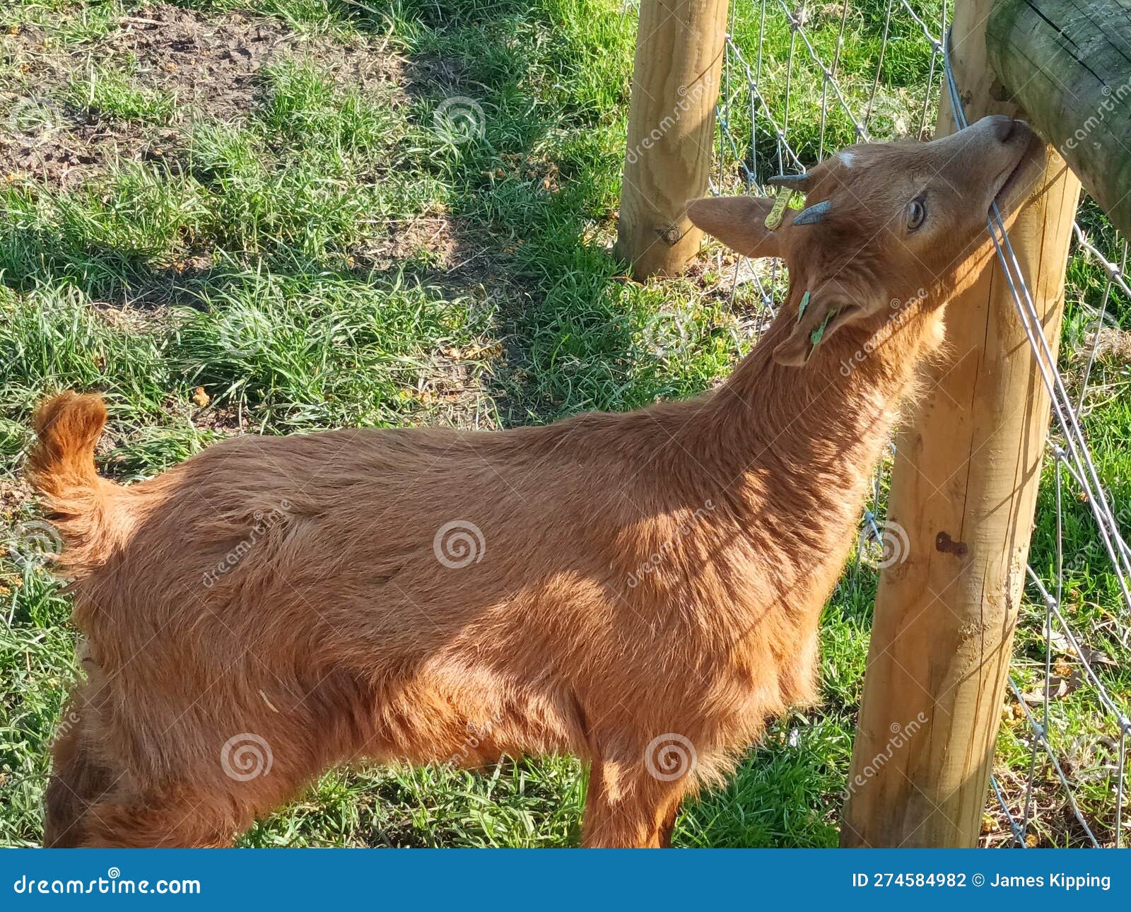 Red kid goat stock photo. Image of grazing, meadow, cattle - 274584982