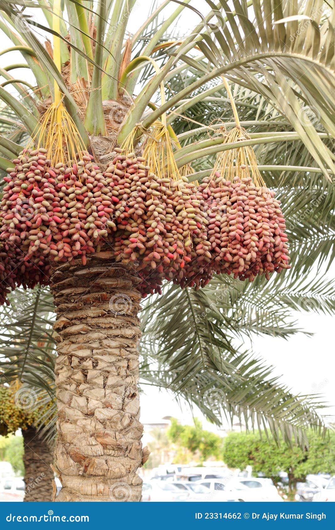 Red kimri dates stock photo. Image of bahrain, healthy - 23314662