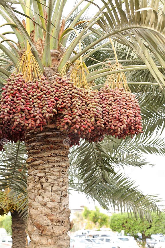 Red kimri dates stock photo. Image of bahrain, healthy - 23314662