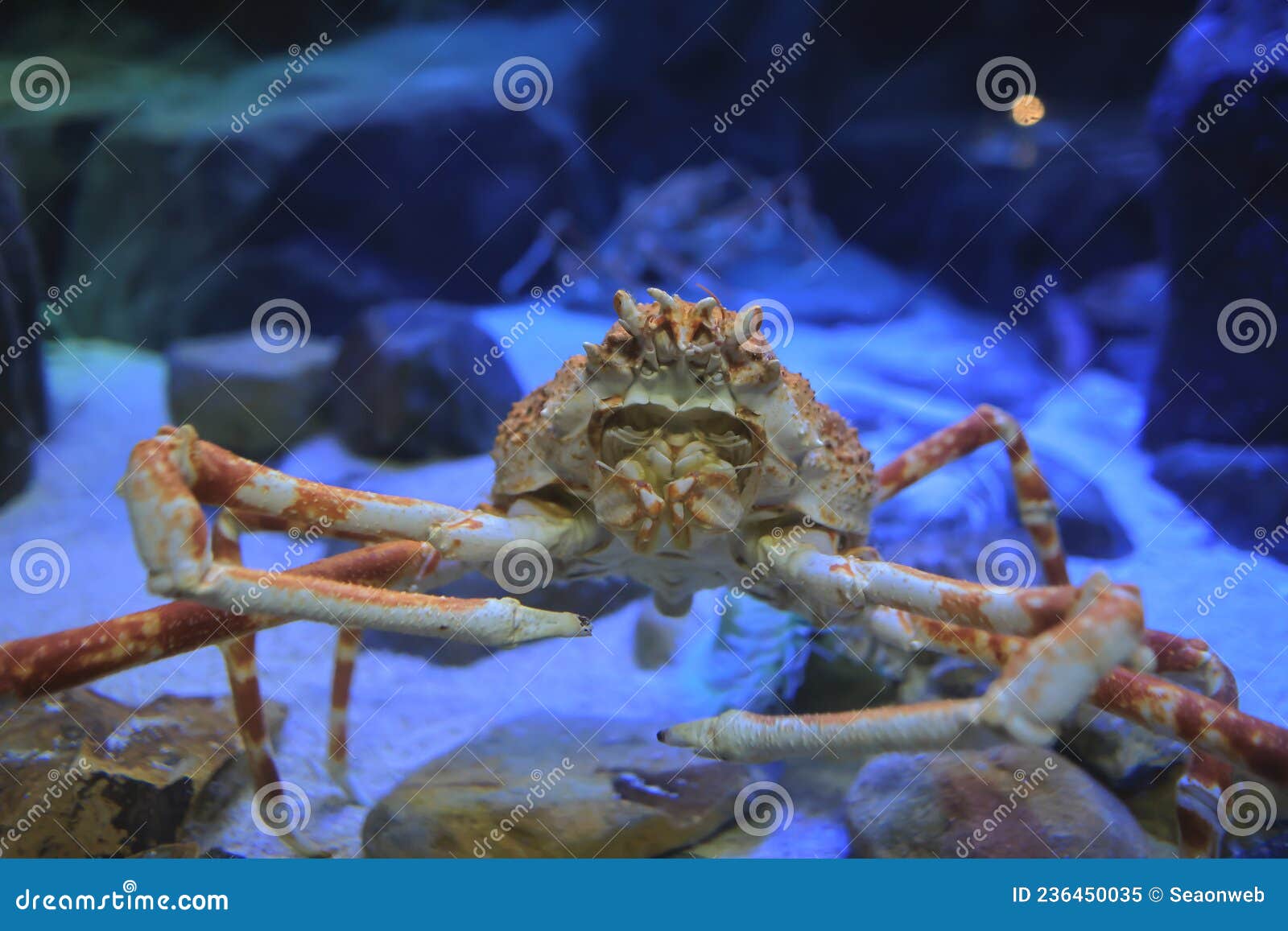 An Red King Crabs, Alaskan King Crab Stock Image - Image of claw ...