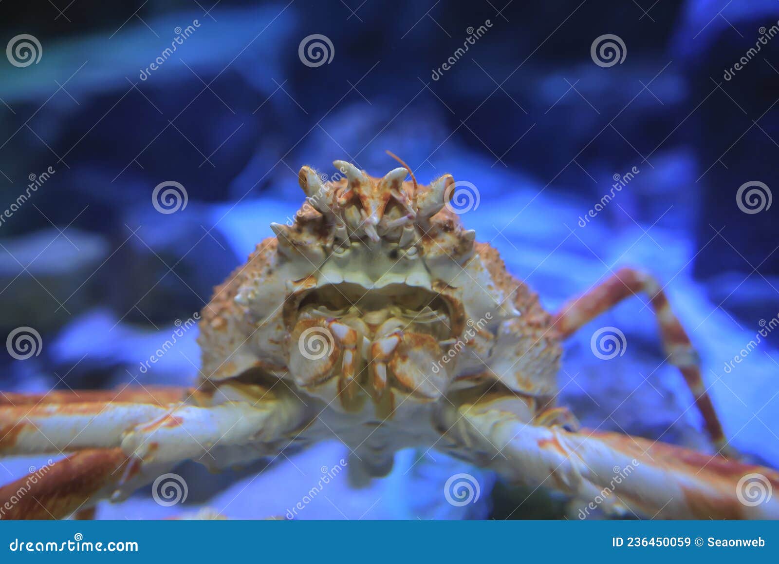 An Red King Crabs, Alaskan King Crab Stock Image - Image of luxury ...