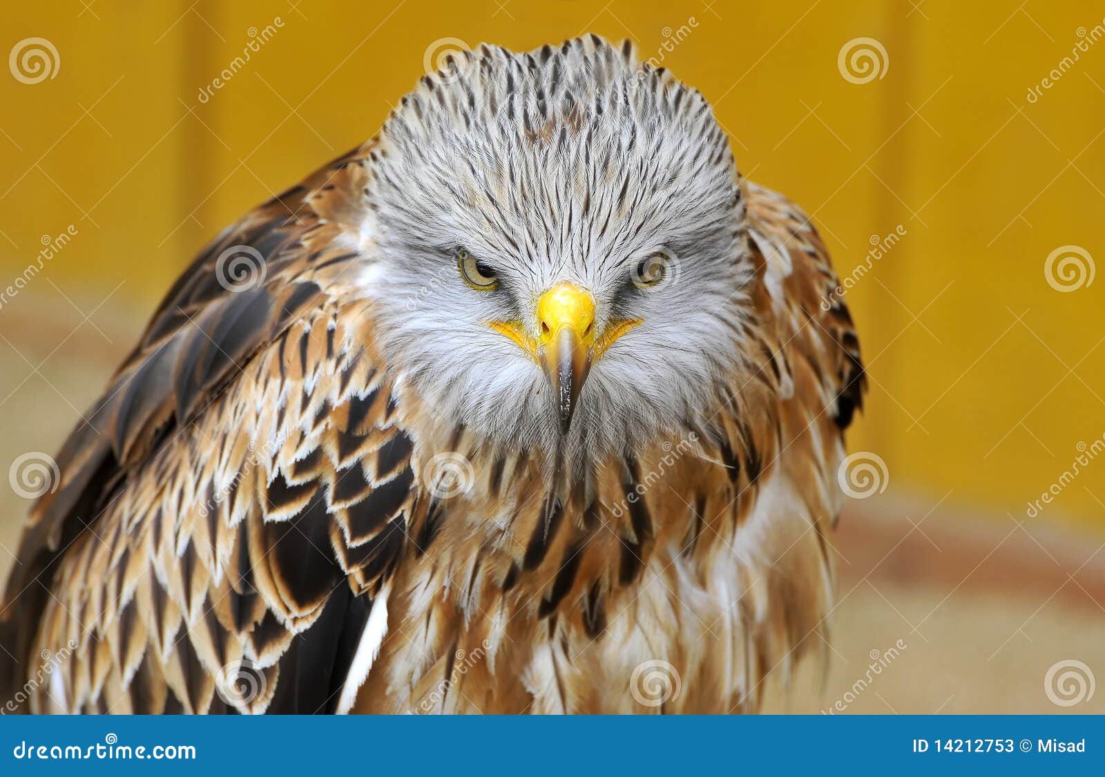 Red Kite stock image. Image of strong, yellow, airman - 14212753