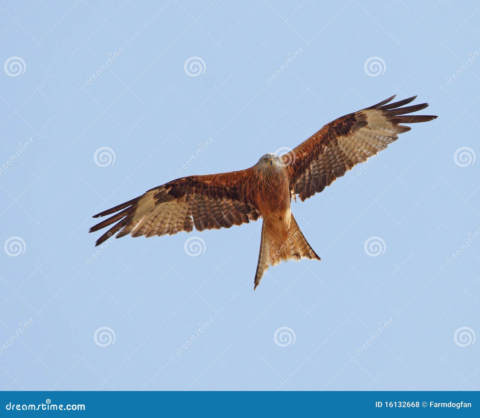 Red kite stock photo. Image of raptor, wingspan, redkite - 16132668