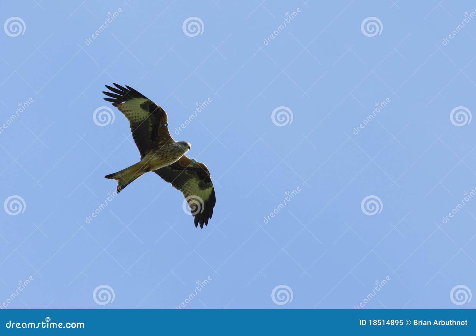 Red kite. stock image. Image of feathers, wild, nature - 18514895