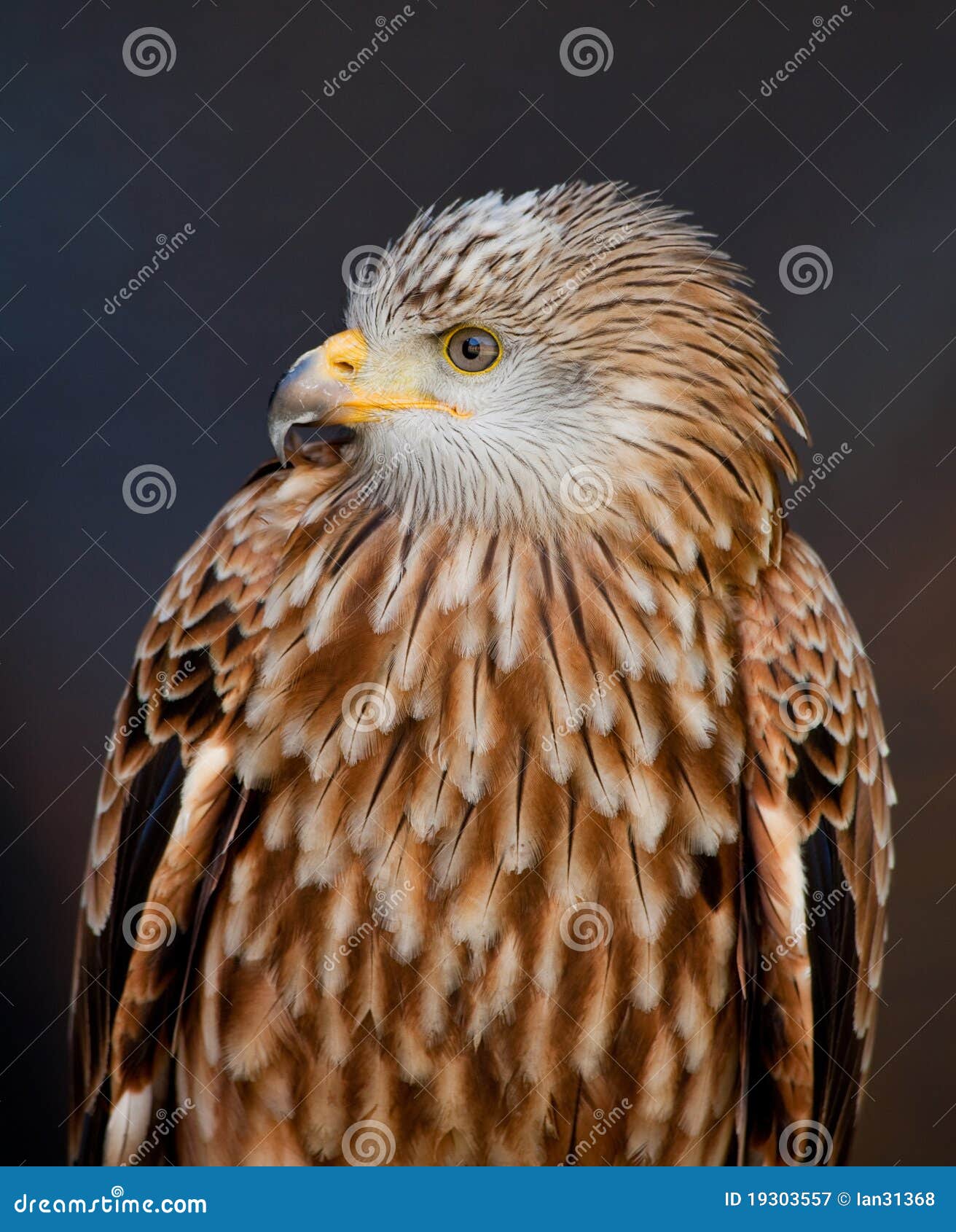 Red kite stock image. Image of side, nature, hawk, british - 19303557