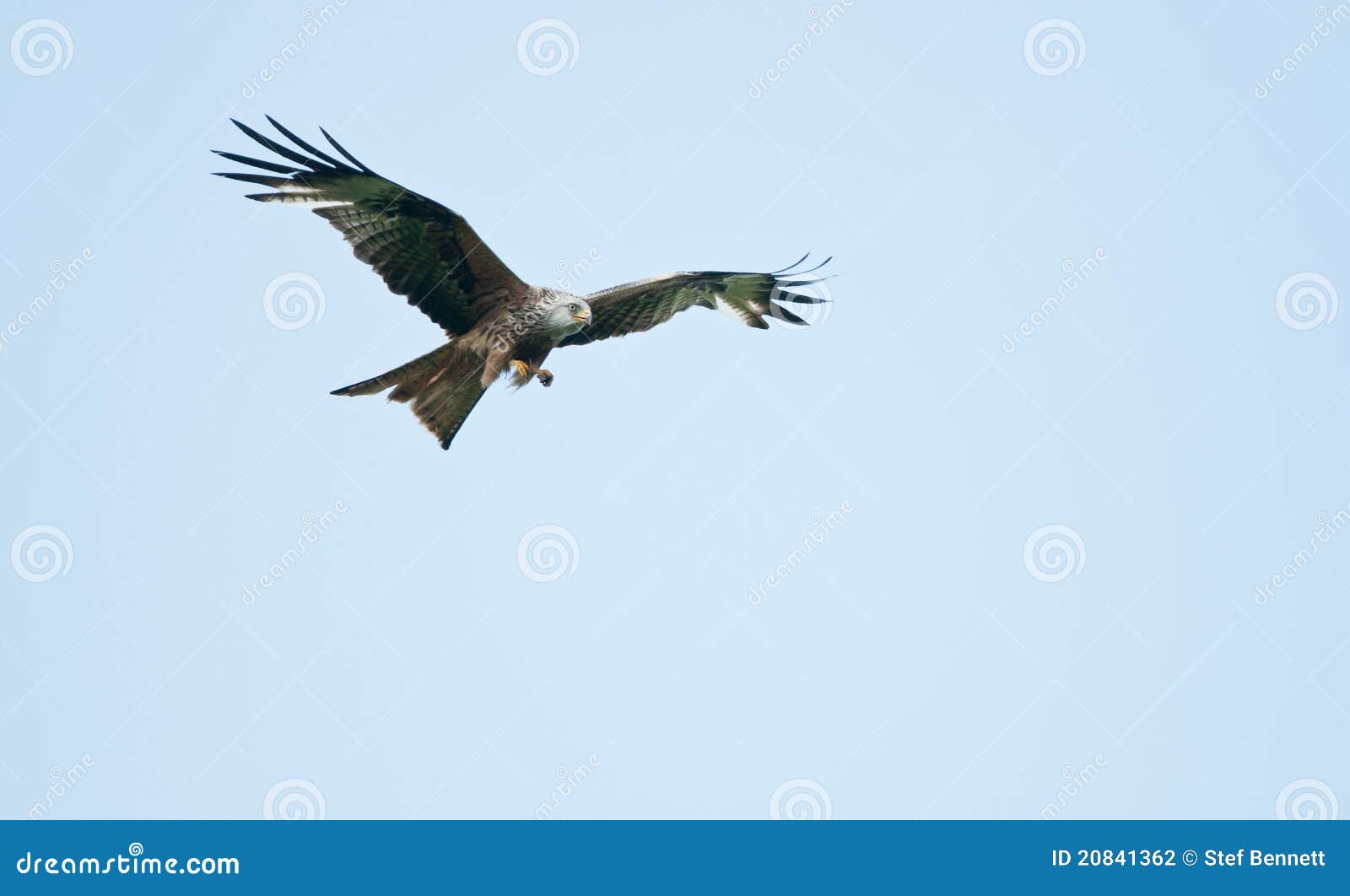 Red Kite stock photo. Image of feathers, nature, natual - 20841362