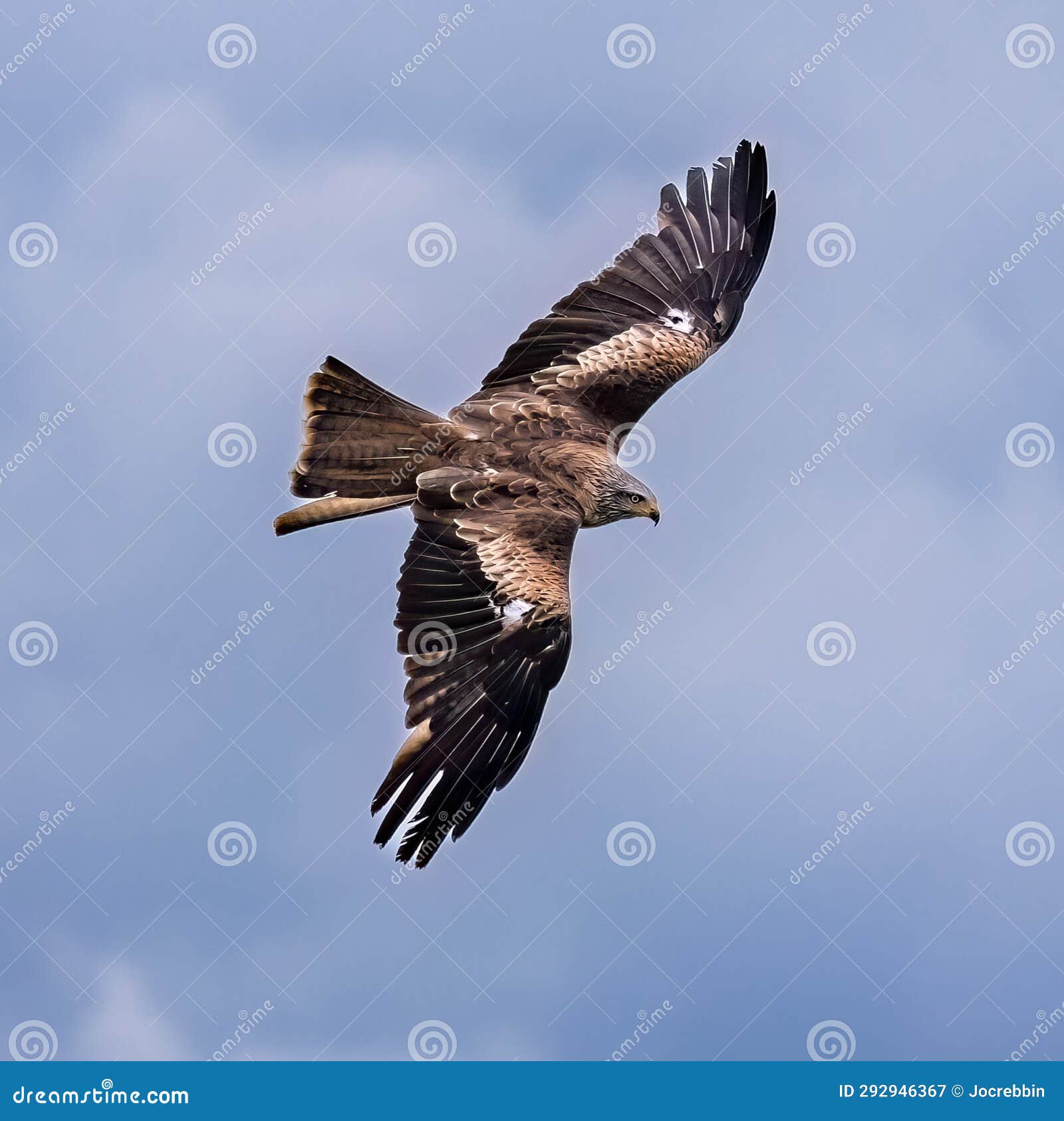 Red Kite Bird Flying from Left To Right Stock Image - Image of predator ...