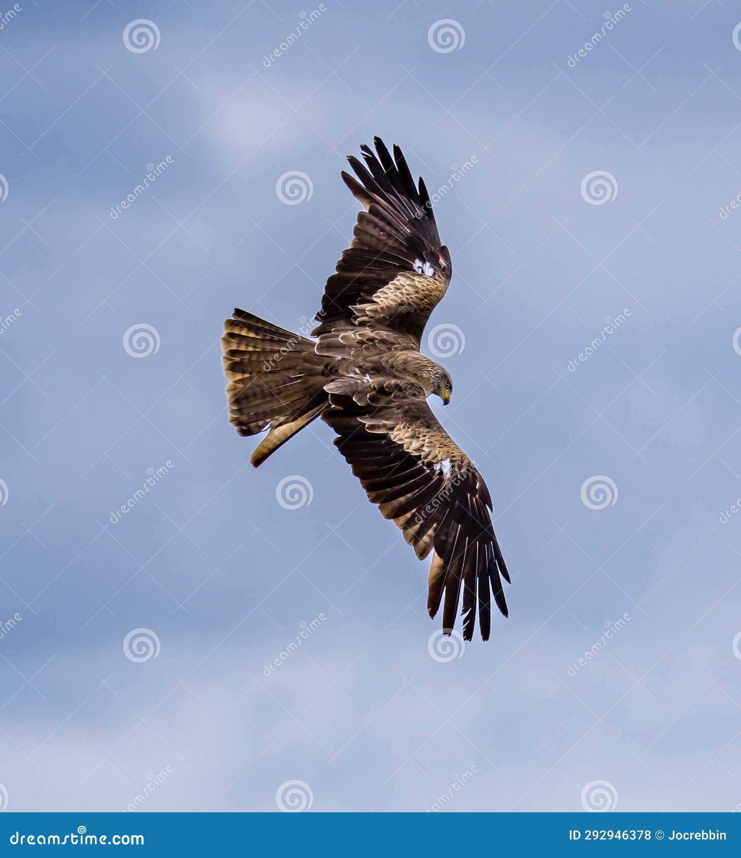 Red Kite Bird Hunting and Looking for Prey Stock Photo - Image of ...