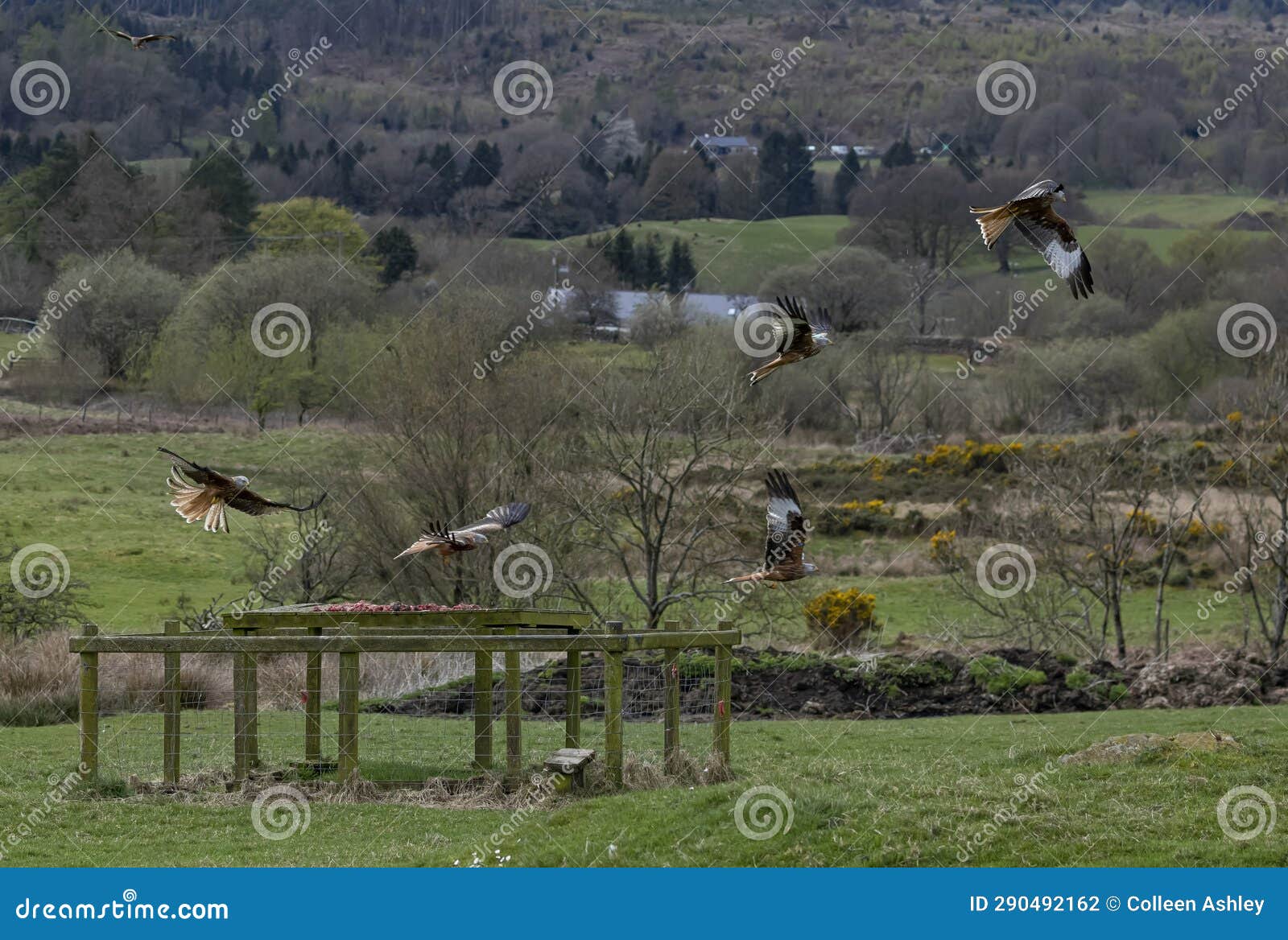Red Kite Birds Swoop Down at a Feeding Station Stock Photo - Image of ...