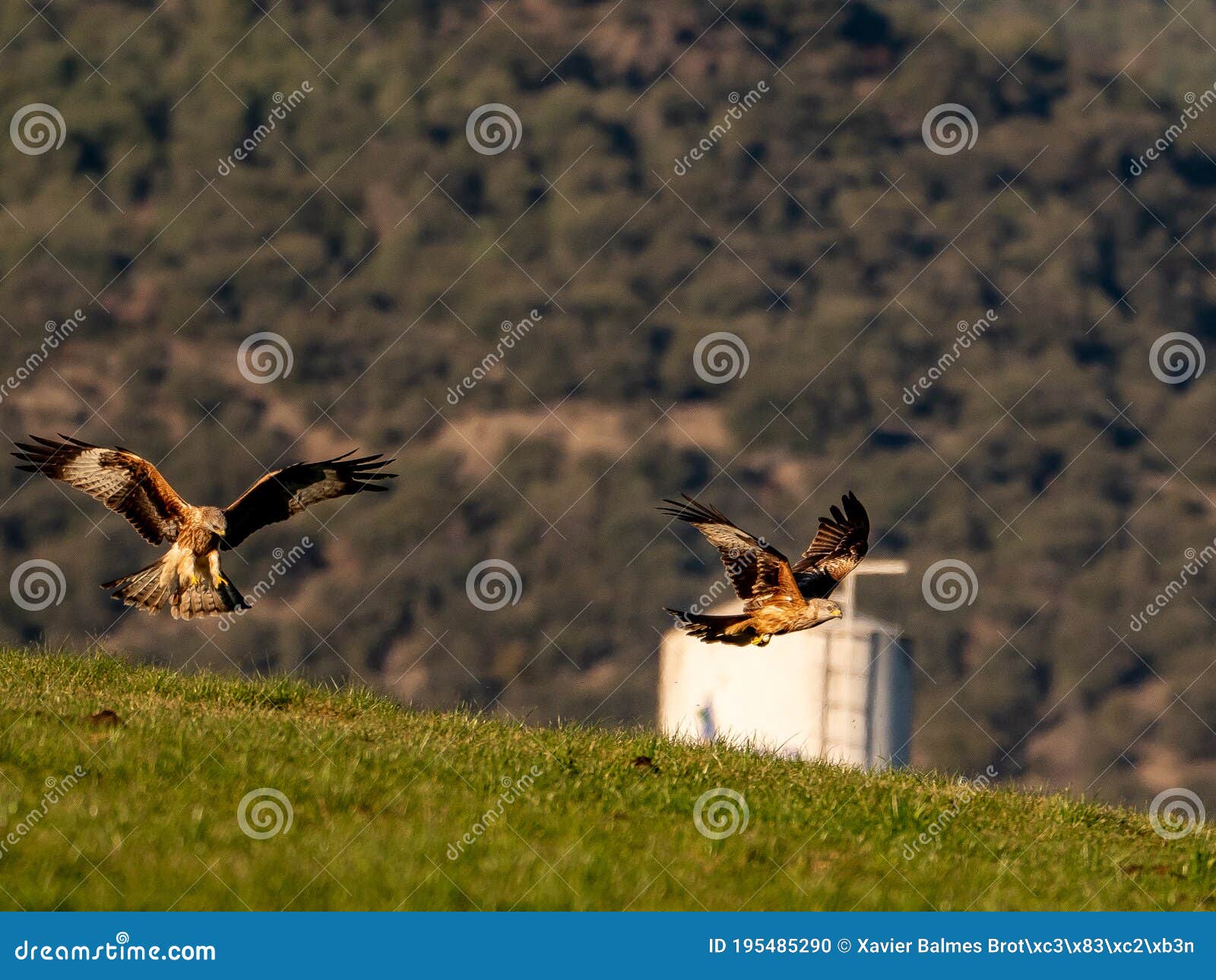 A Red Kite Couple about To Hunt a Prey Stock Photo - Image of green ...