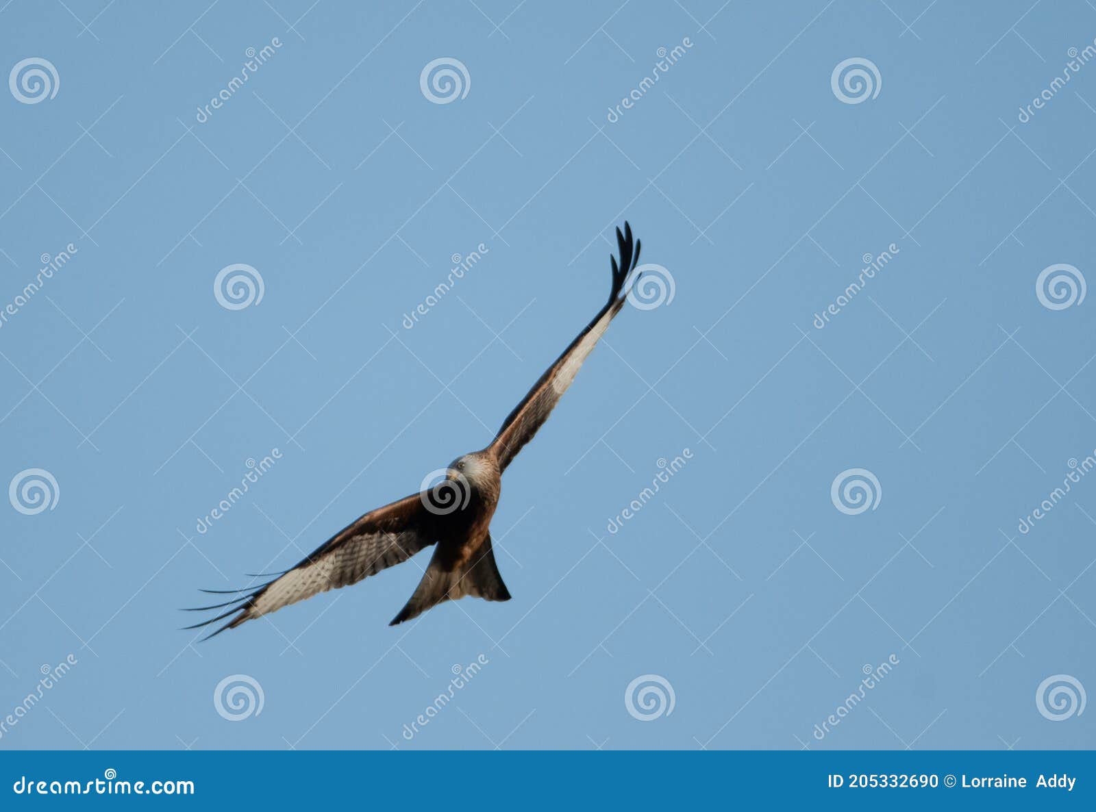 Red Kite Escaping Being Mobbed by a Crow, Which is Out of Shot Stock ...