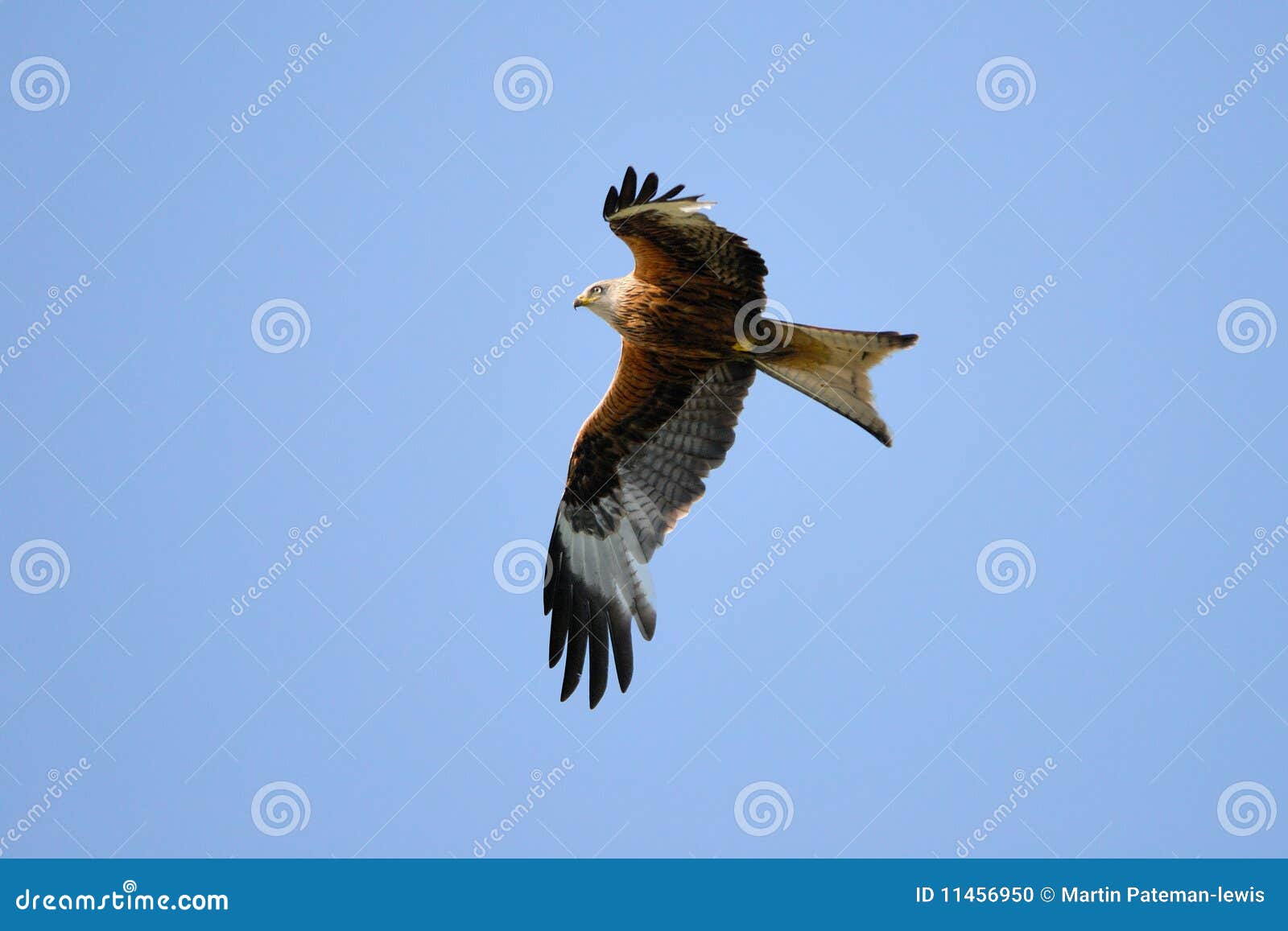 Red Kite in flight stock photo. Image of avian, blue - 11456950