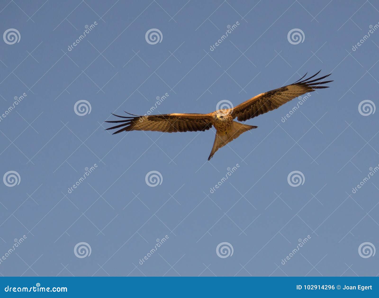 Red Kite in flight stock photo. Image of milvinae, flying - 102914296