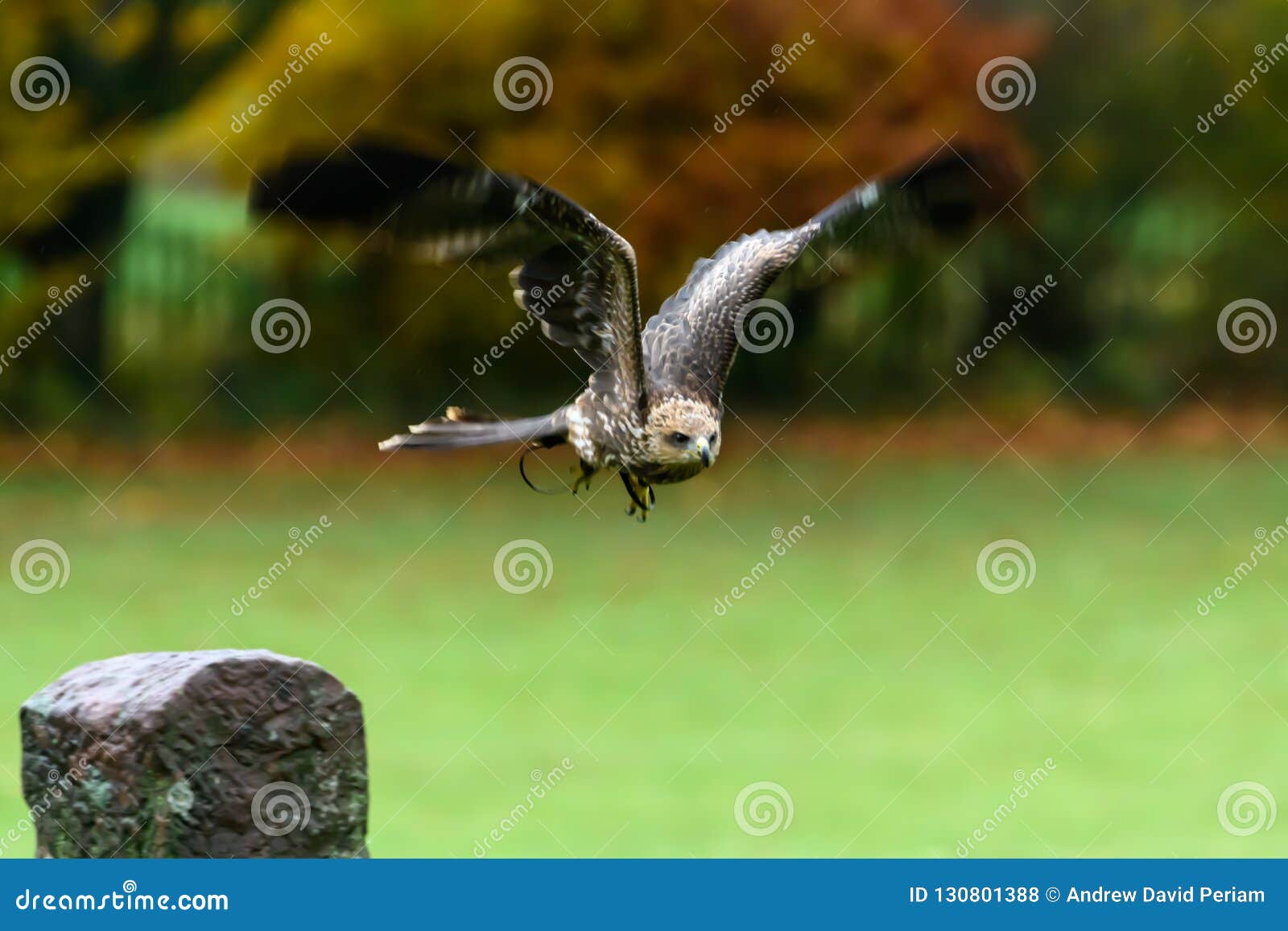 Red Kite in flight stock photo. Image of graceful, kites - 130801388