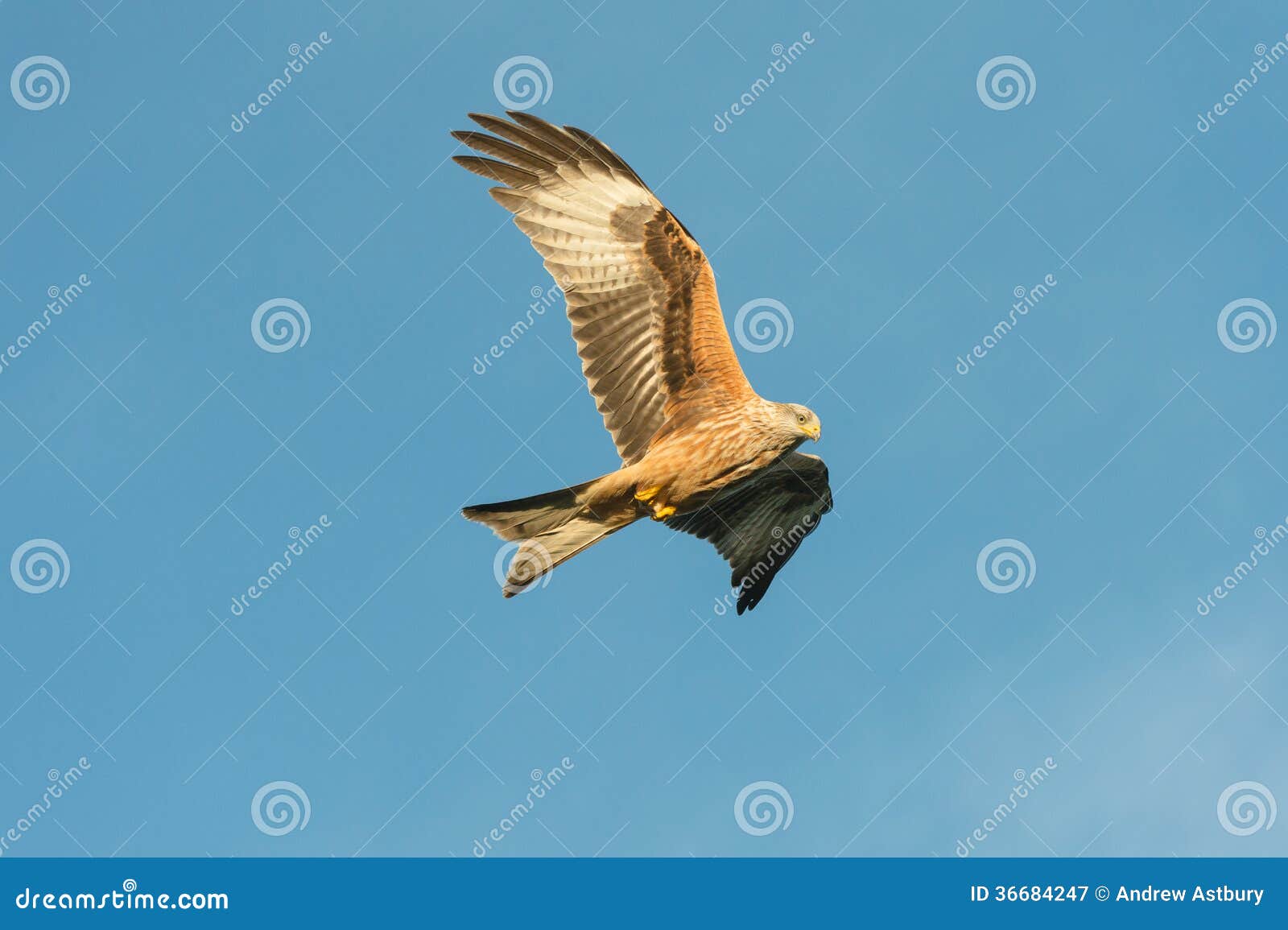 Red Kite stock image. Image of talon, predator, bird - 36684247