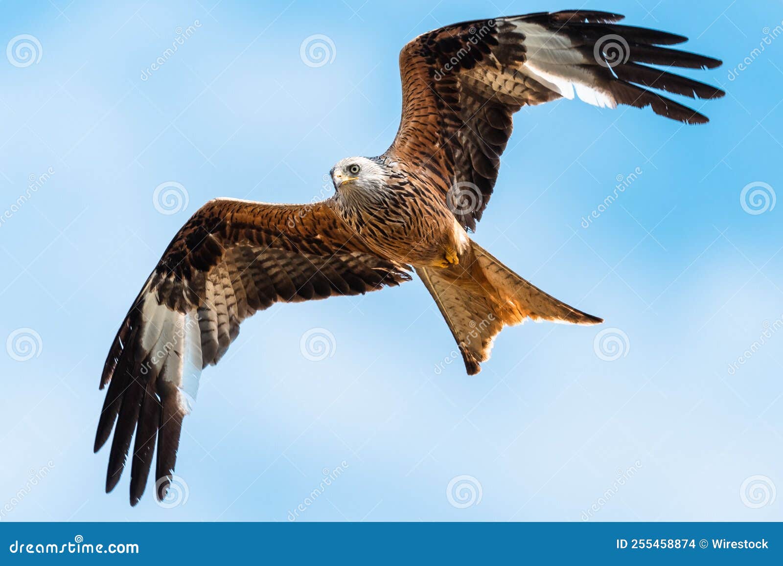 Red Kite Flying in Blue Sky Stock Photo - Image of background ...