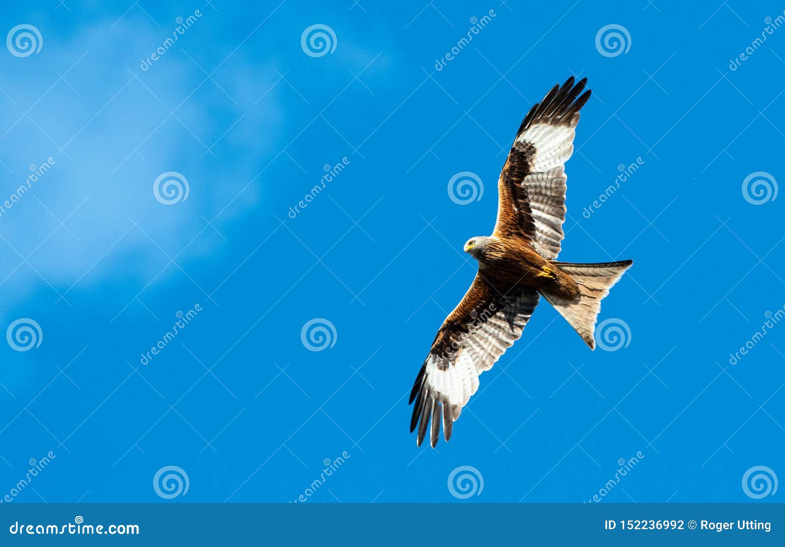 Red kite flying stock photo. Image of wildlife, fauna - 152236992