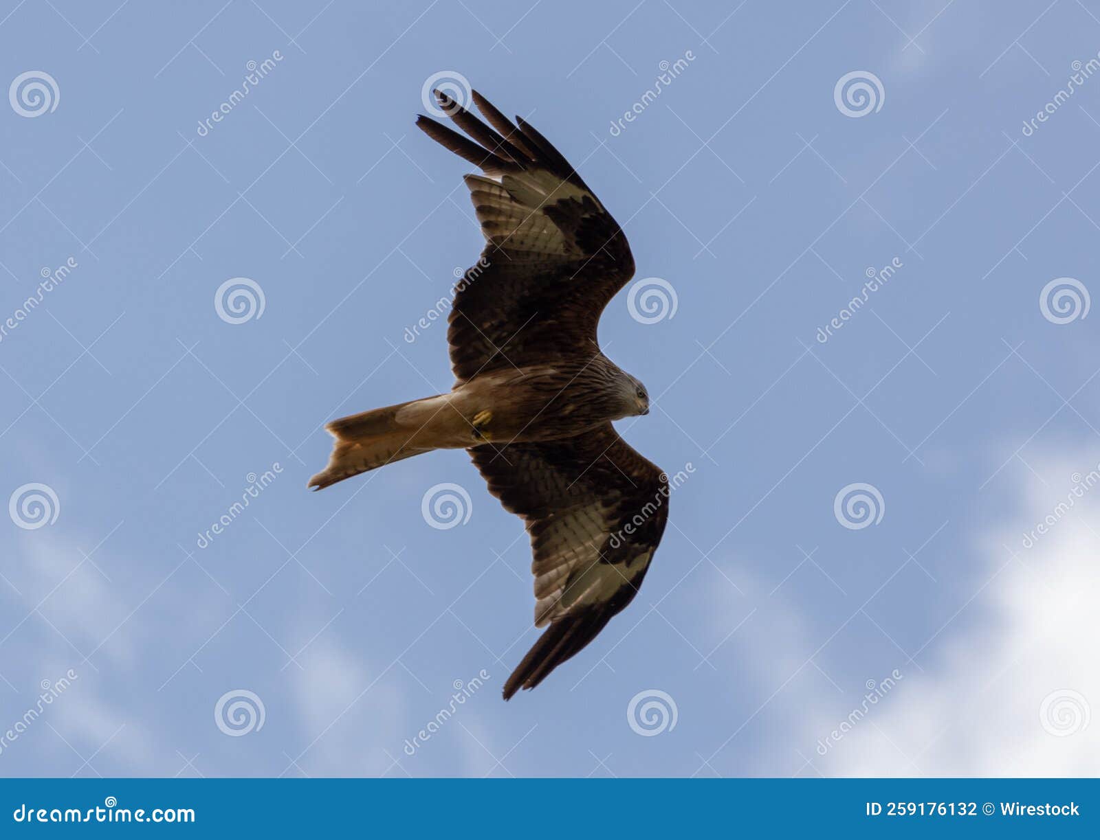 Red Kite Flying in the Sky during Daytime Stock Photo - Image of ...