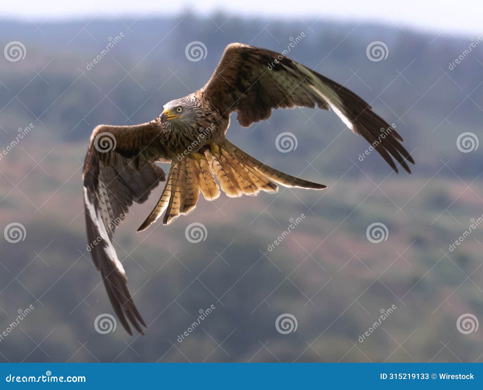 Red Kite Flying with Wings Extended in the Air Stock Image - Image of ...