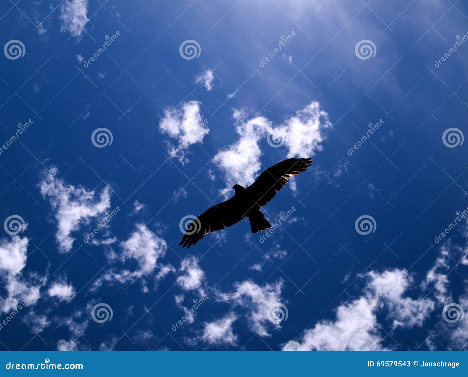 Red Kite hunting stock image. Image of animals, wild - 69579543