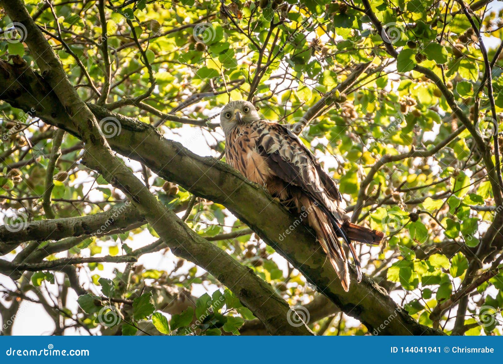 Red Kite Milvus Milvus in Tree Stock Image - Image of perched, nature ...
