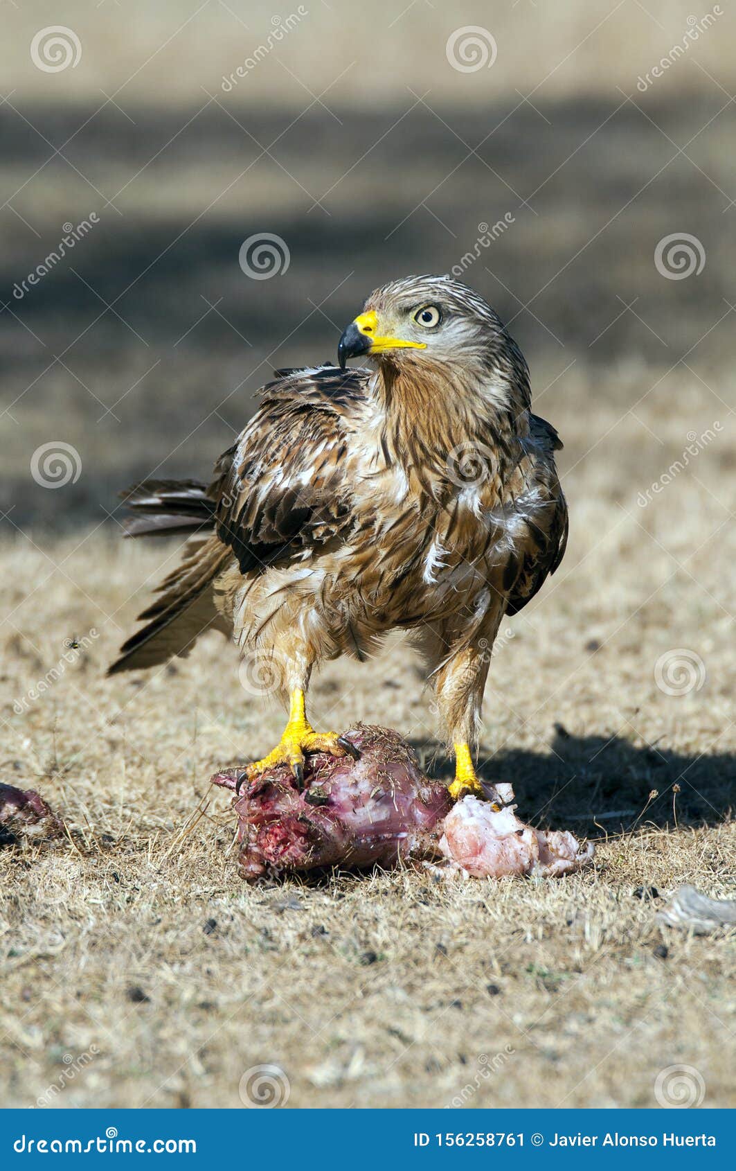 Red Kite, Milvus Milvus, Eating Carrion Stock Image - Image of fragile ...
