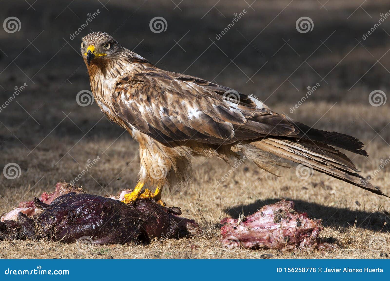 Red Kite, Milvus Milvus, Eating Carrion Stock Photo - Image of ...