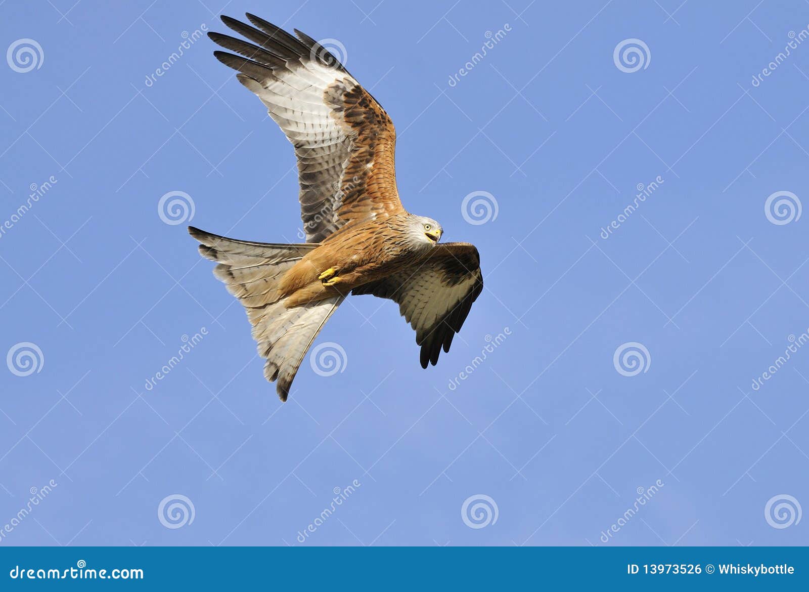 Red Kite - Milvus milvus stock photo. Image of wild, bill - 13973526