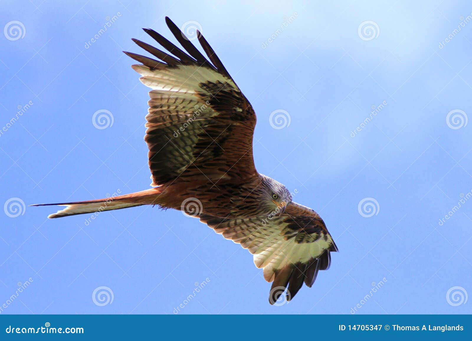 Red Kite (Milvus milvus) stock image. Image of ornithology - 14705347