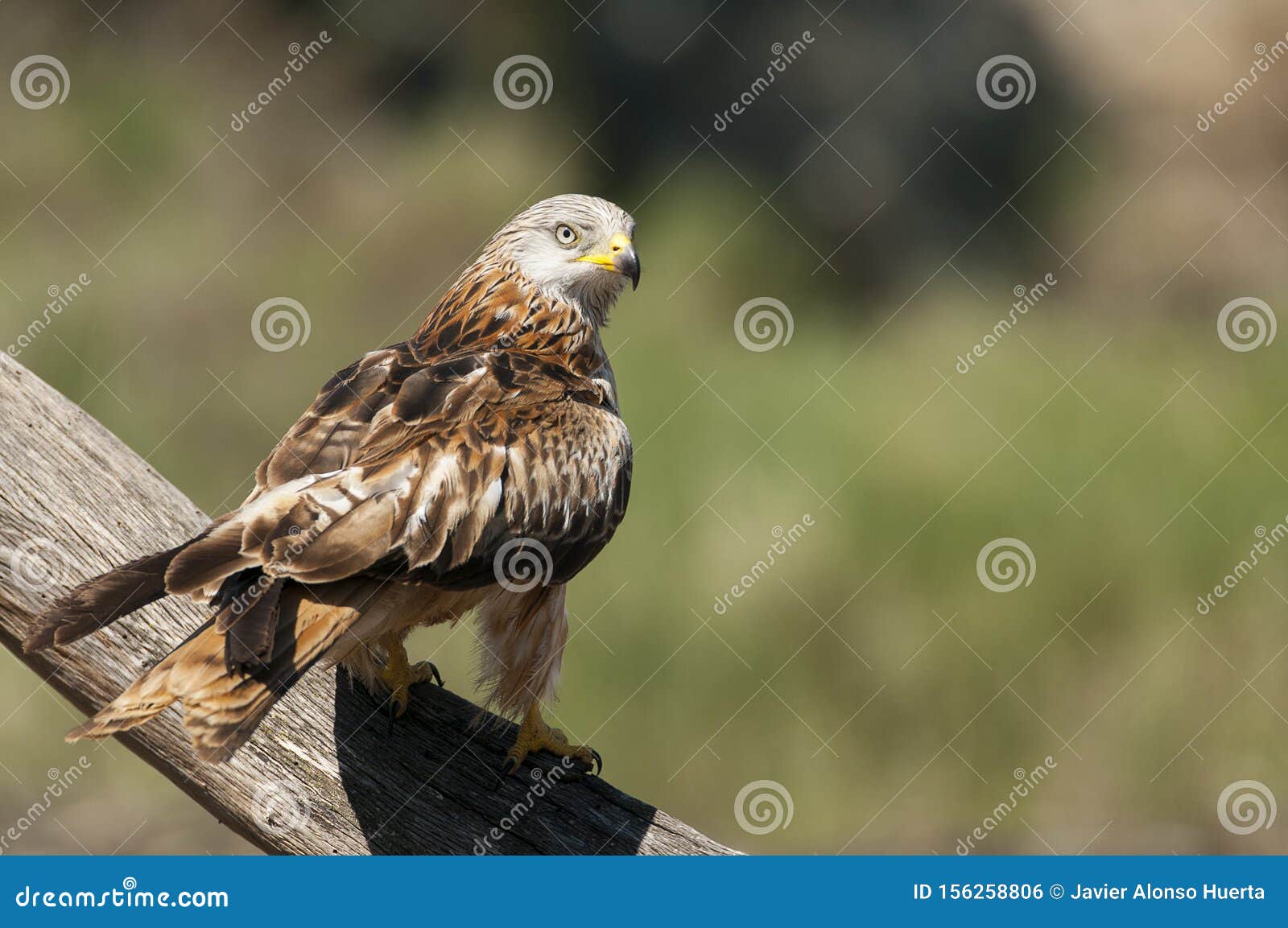 Red Kite, Milvus Milvus, Perched Stock Photo - Image of african, hawks ...