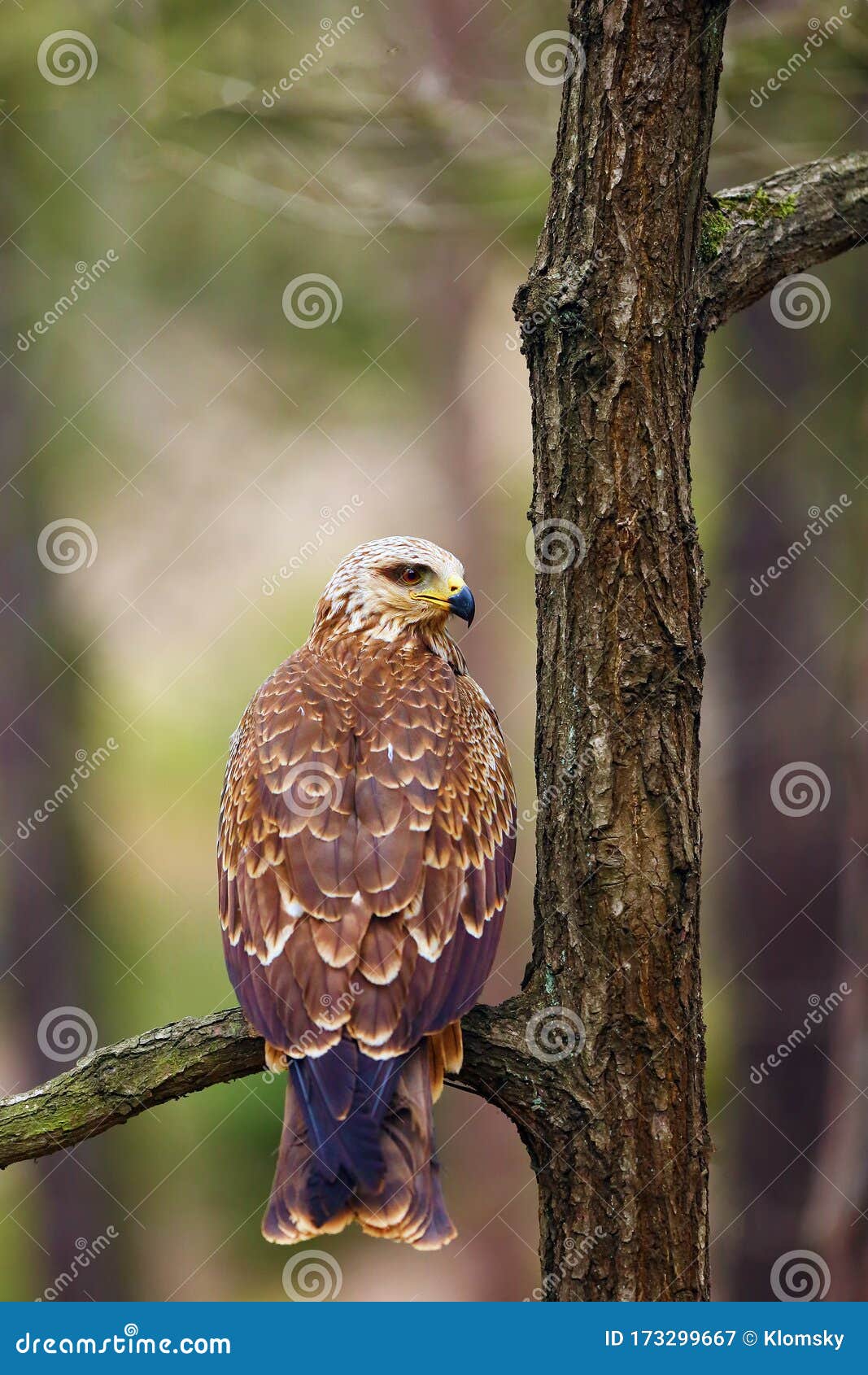 The Red Kite ,Milvus Milvus, Sitting on the Branch.a Kite in a Dense ...