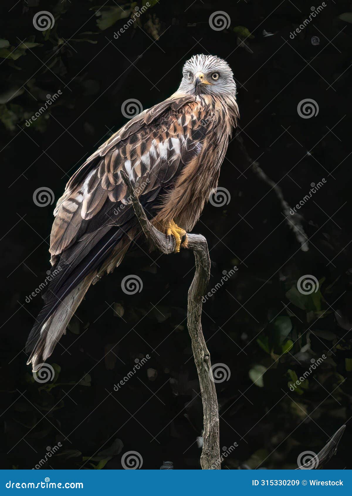 Red Kite Perched on a Branch Against a Dark Backdrop Stock Image ...