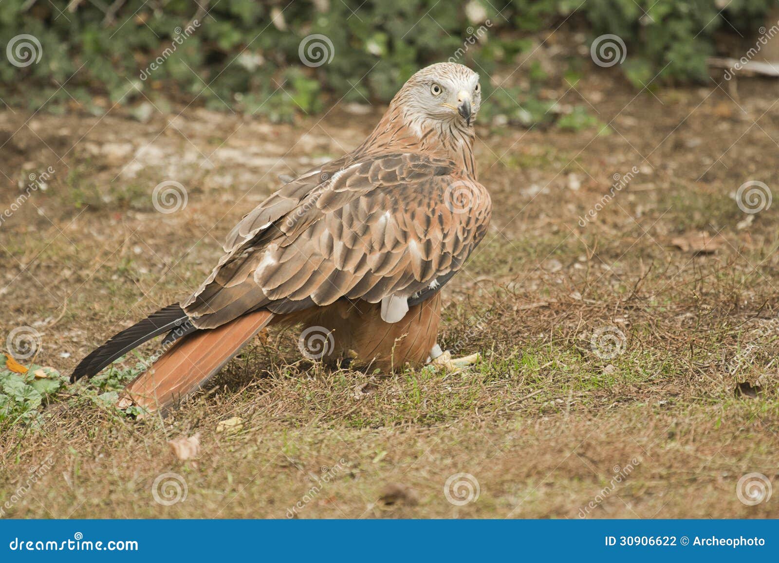 Red Kite stock photo. Image of milvus, plumage, bird - 30906622