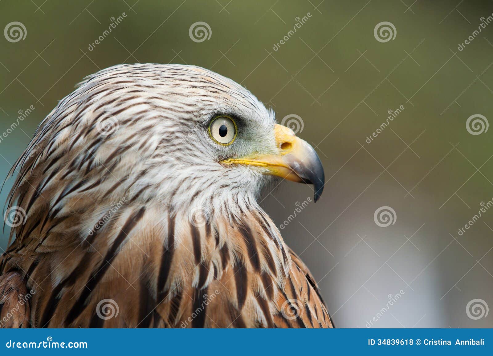 Red kite stock photo. Image of eyes, raptor, kites, feathers - 34839618