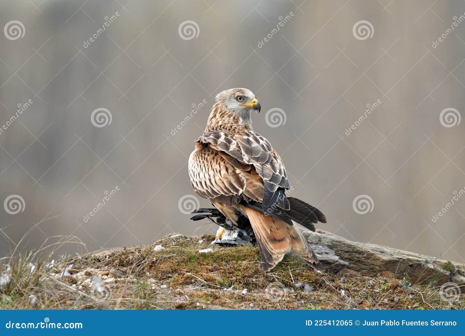 Red Kite Poses with a Prey in Its Talons Stock Image - Image of female ...