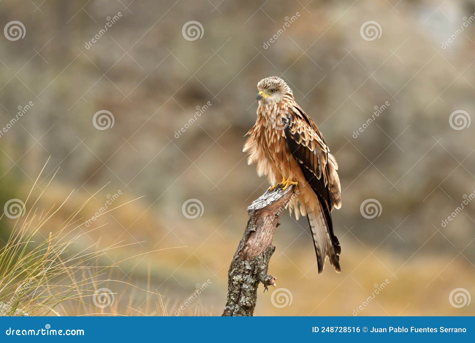 Red Kite Rests on Its Perch Stock Photo - Image of fauna, mountains ...